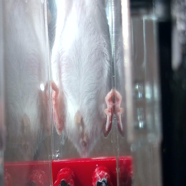 mencit putih betina segmentation only Instance Segmentation Model by ...