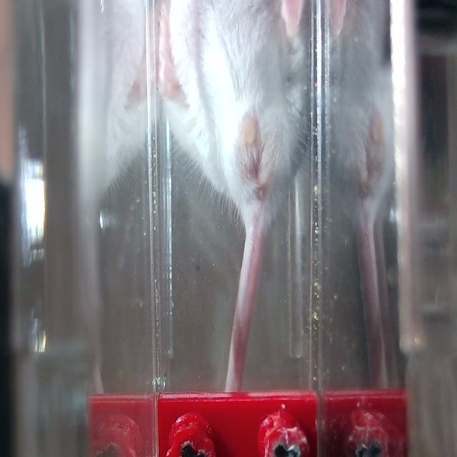 mencit putih baru Object Detection Dataset and Pre-Trained Model by Telkom University