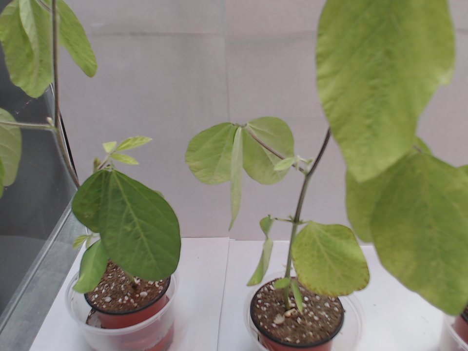 Small Pest Detection Object Detection Dataset By Ecolabkaist