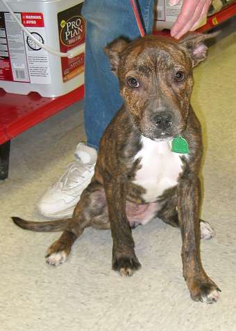 Cats_vs_Dogs Object Detection Model (v1, Cat-vs-Dog-V1) by catdogs