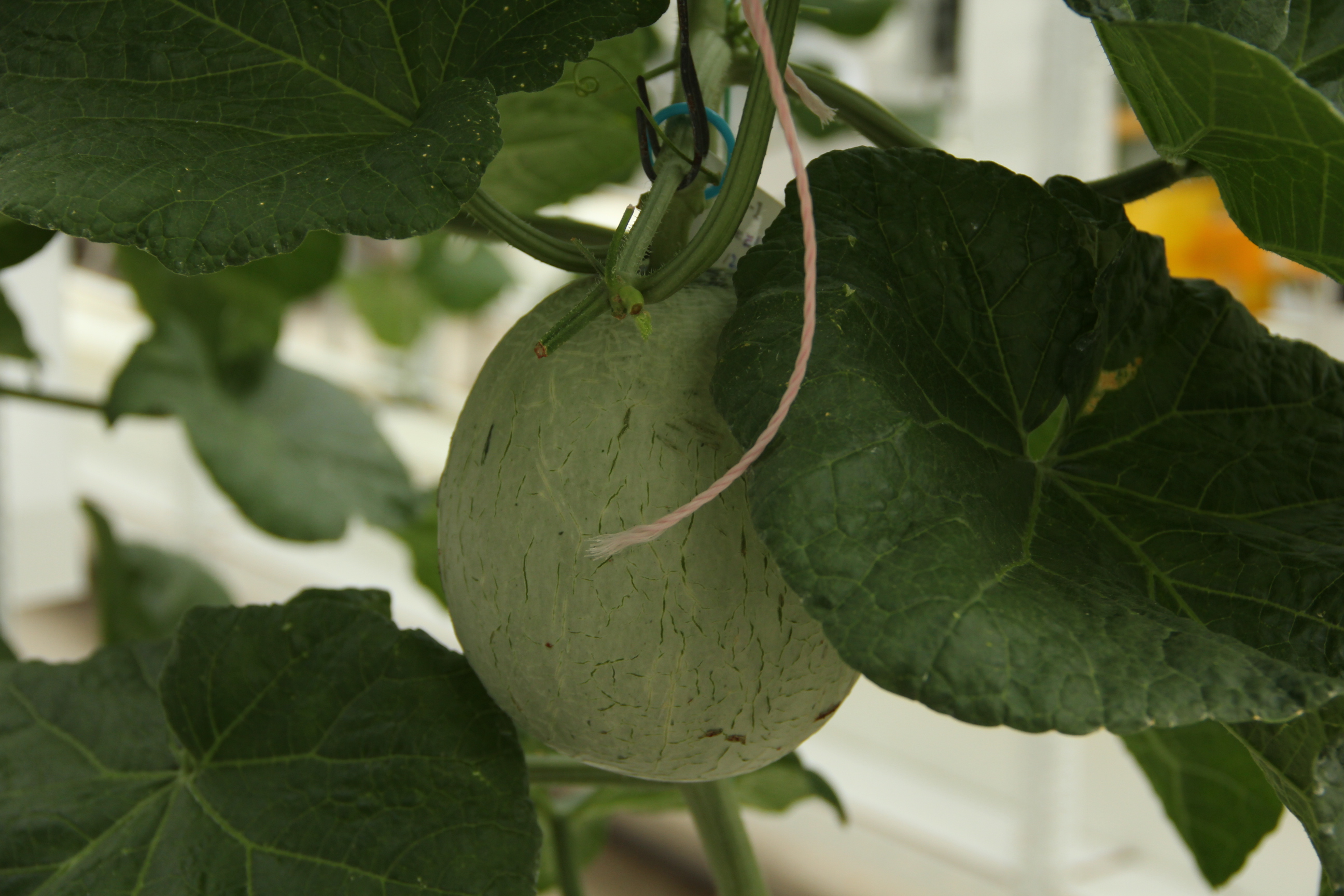 Greenhouse Object Detection Dataset By N