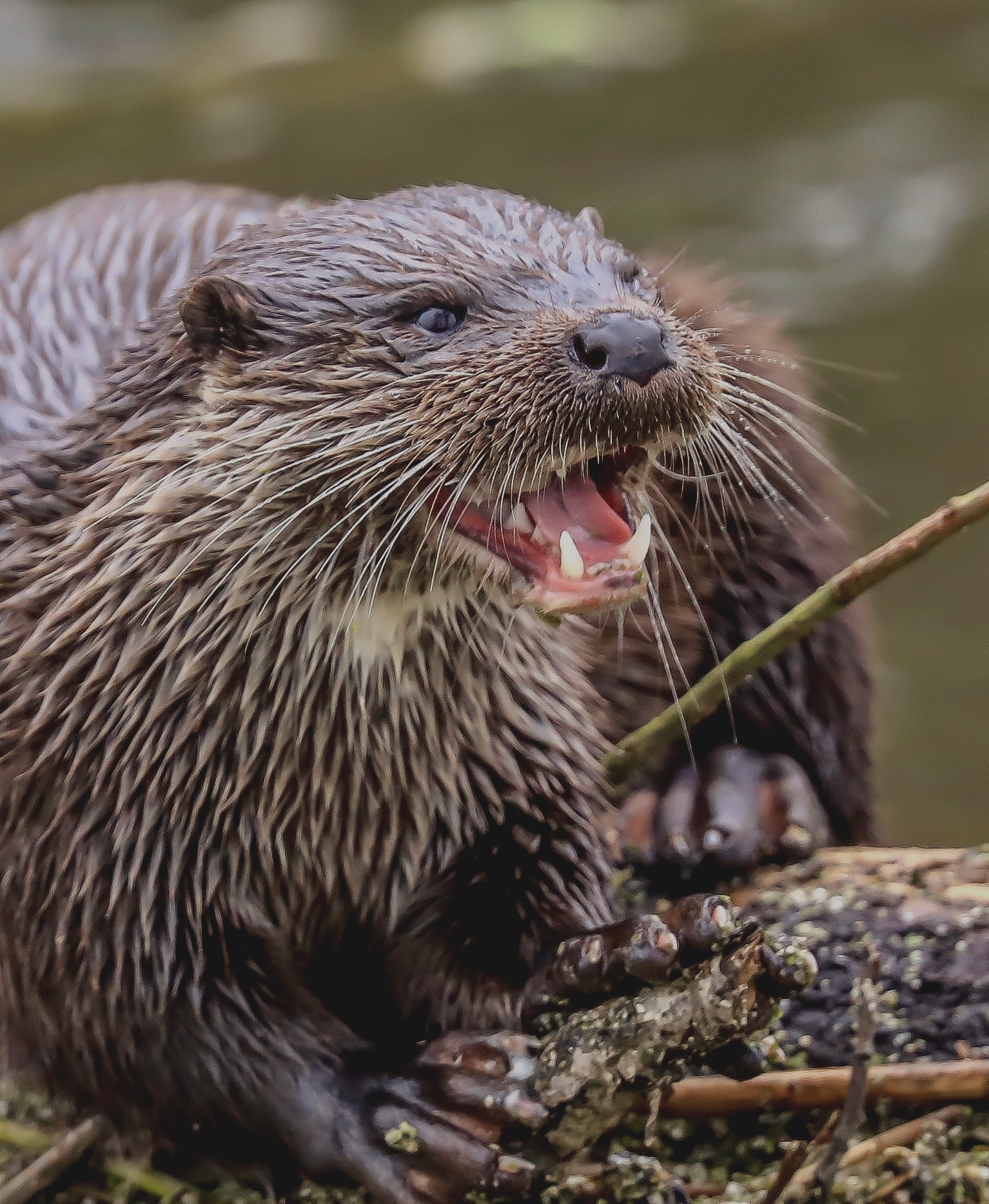 Otters3 Object Detection Dataset by Capstone