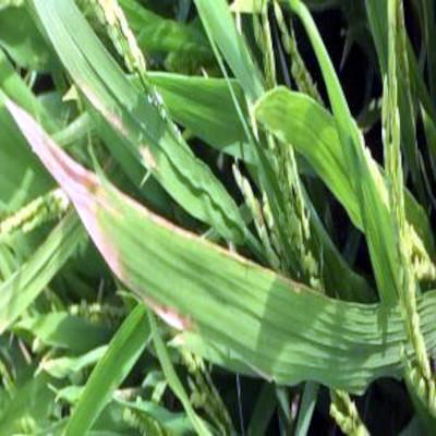 Rice disease classification Classification Dataset by Project1