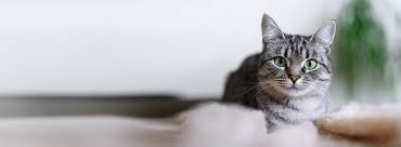 coding plus - Roboflow Universe