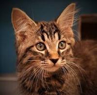 coding plus - Roboflow Universe