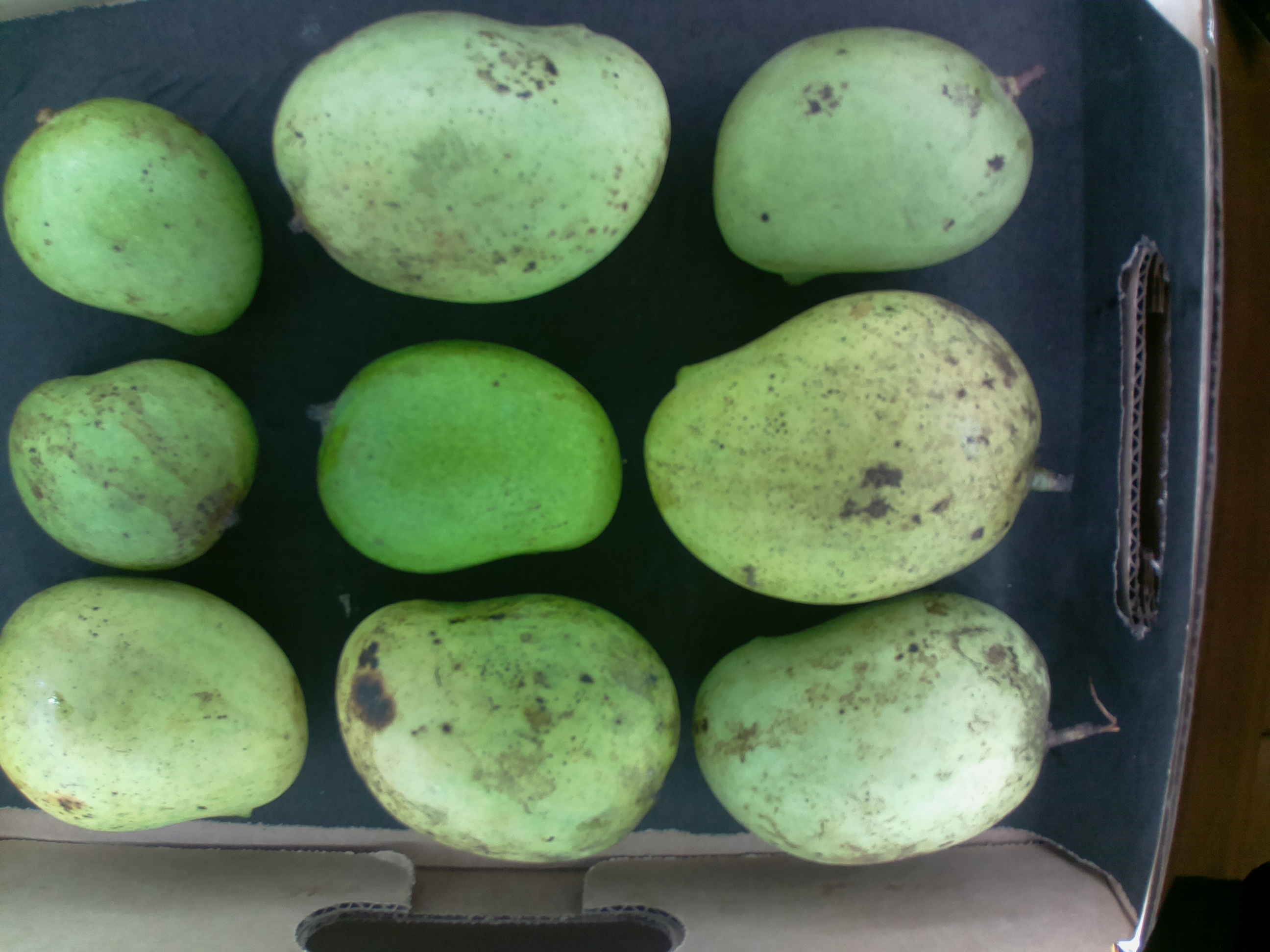 Mango Detection Object Detection Dataset And Pre Trained Model By Iit