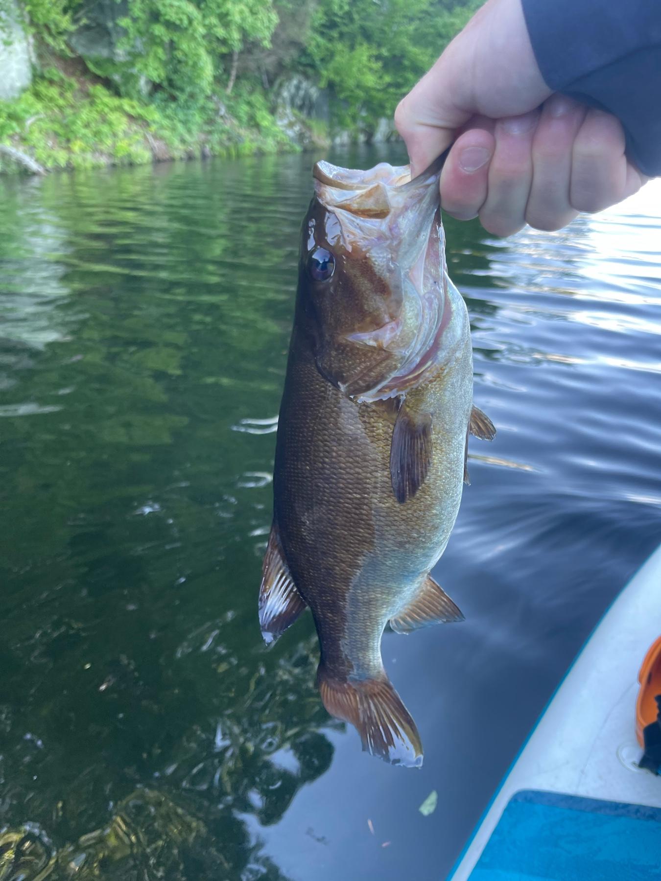 fish_measure Instance Segmentation Dataset and Pre-Trained Model by onWater