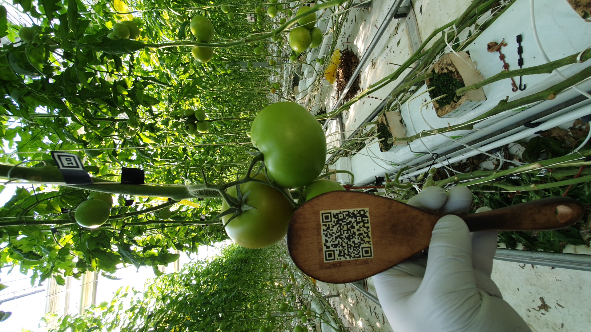 tomato_det Object Detection Dataset by AMR Labs