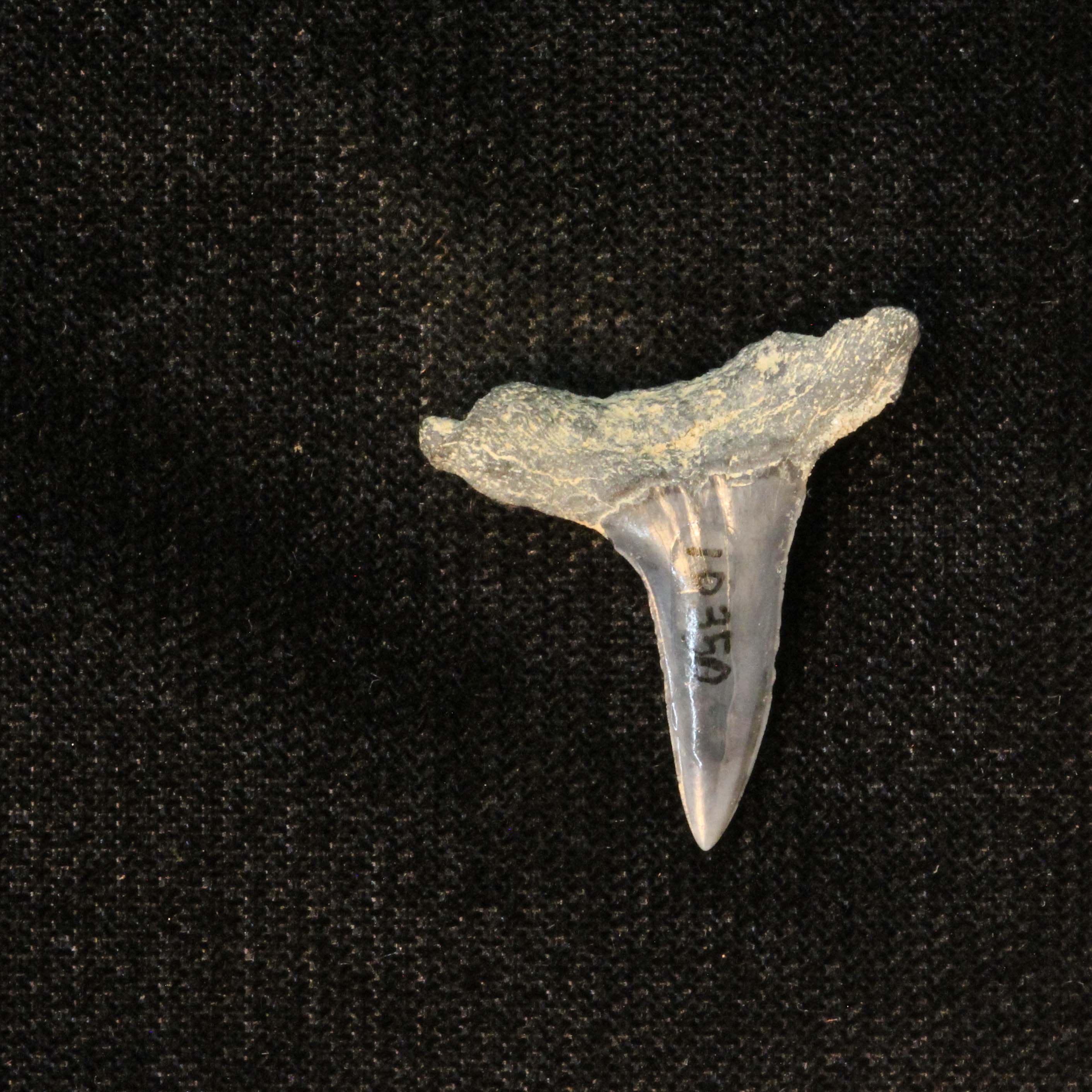 How to Use the Shark Teeth Model Object Detection API