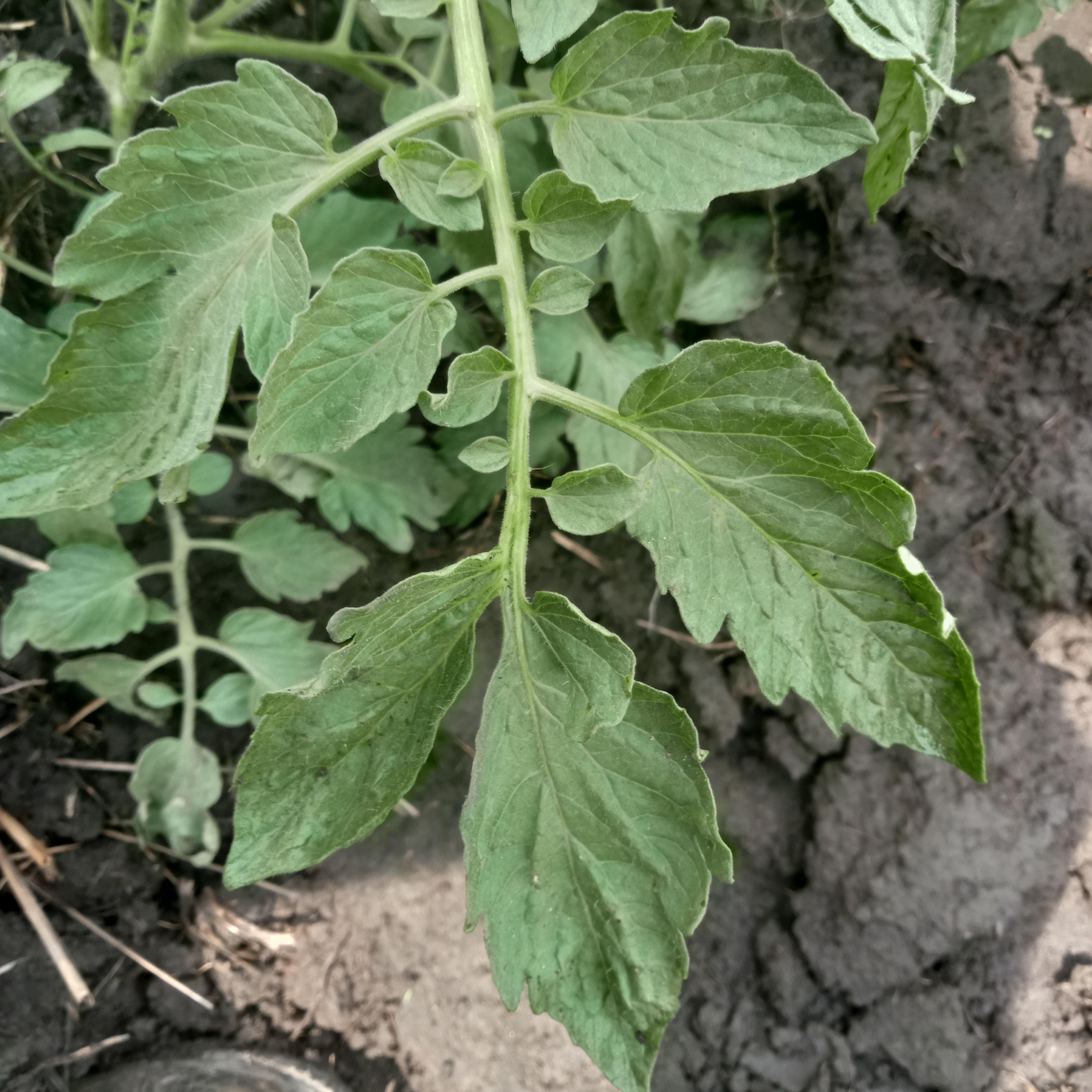 TomatoFusion Object Detection Model by agronoya