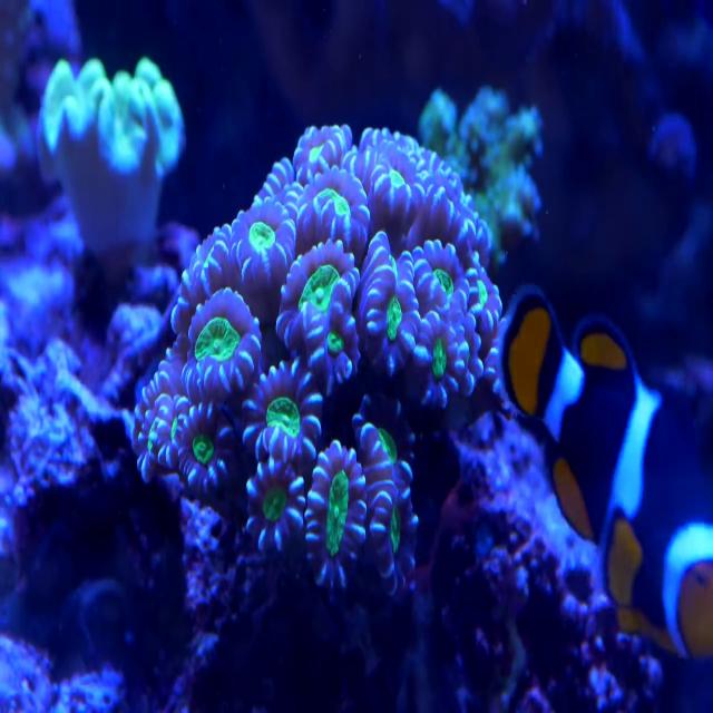 Coral Reef Bleach Detection Classification Model by coralreef