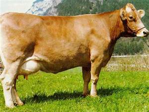 Cow Detection Dataset Object Detection Dataset by Cattle Detection Project