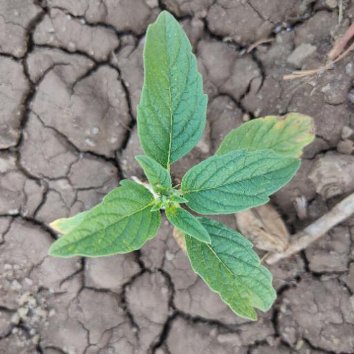 weed detection Object Detection Dataset by metawaves