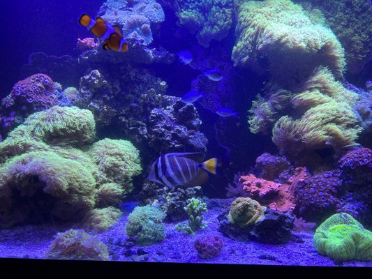 Combined Fish ID Object Detection Dataset by Detection