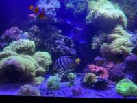 Trending Computer Vision Datasets - Roboflow Universe