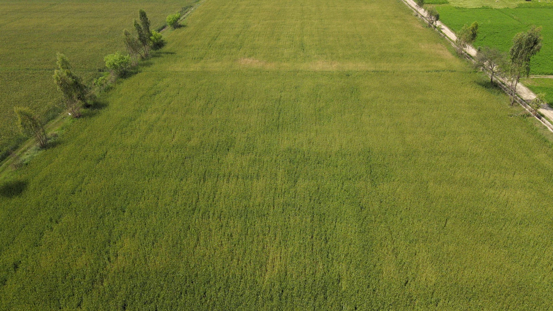 Crop Disease Prediction Object Detection Dataset And Pre Trained Model