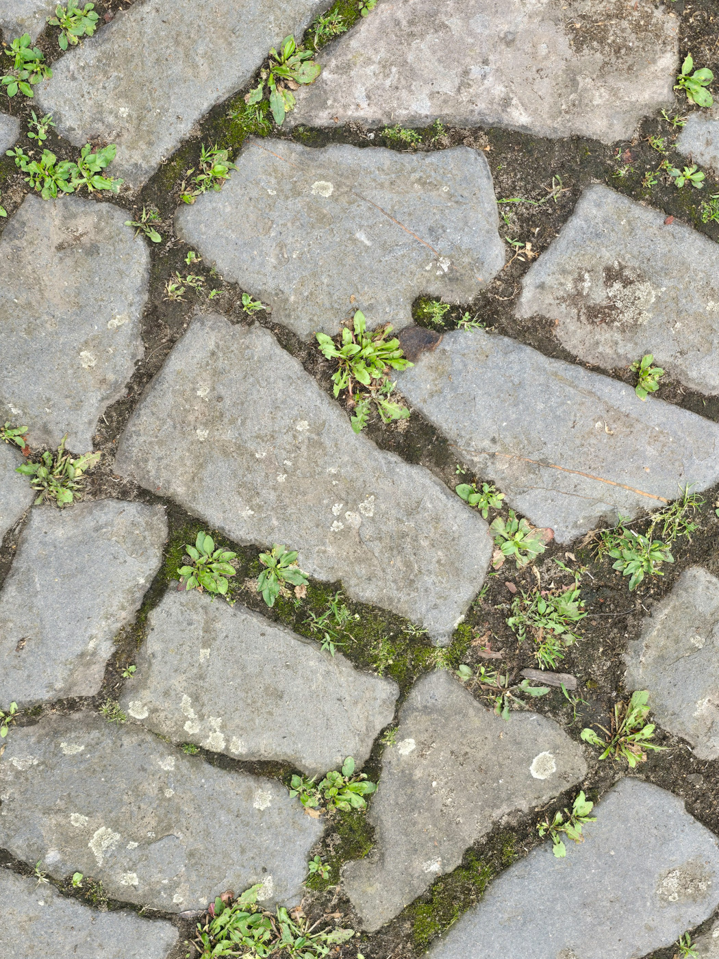 WeedDetection Object Detection Dataset and Pre-Trained Model by Laurenz B.