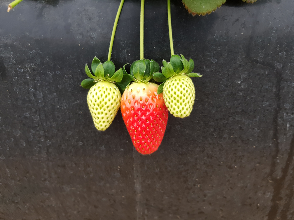 Modelo - Morangos Object Detection Model by Morango