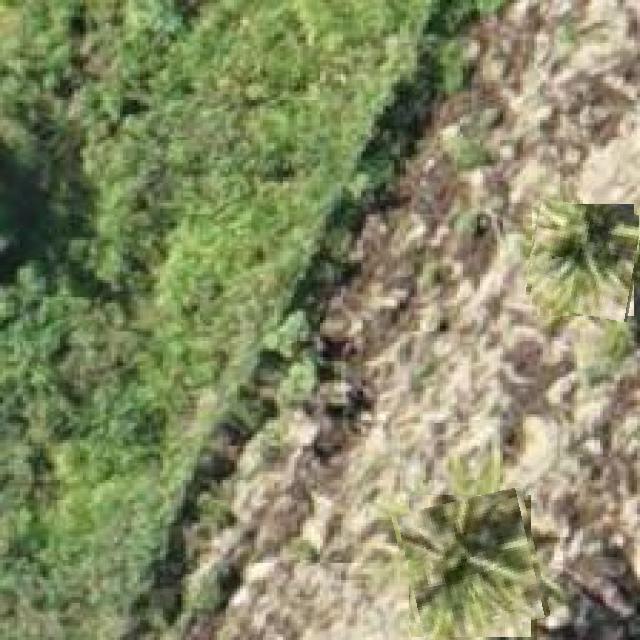 Tree Detection Object Detection Dataset By Treedetection