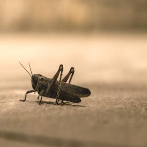 Locust Detection - Roboflow Universe