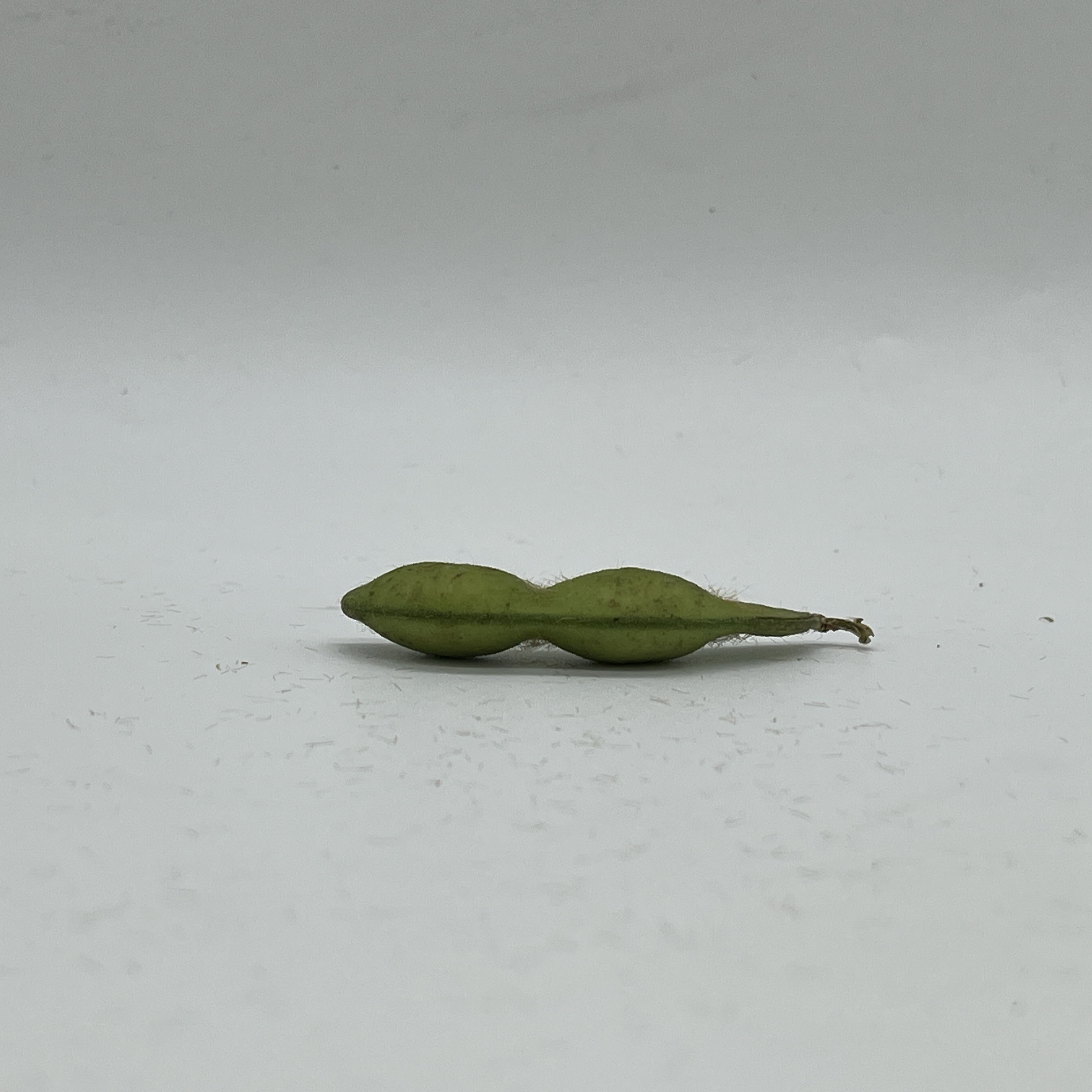 edamame Classification Dataset and Pre-Trained Model by Ritsumeikan ...