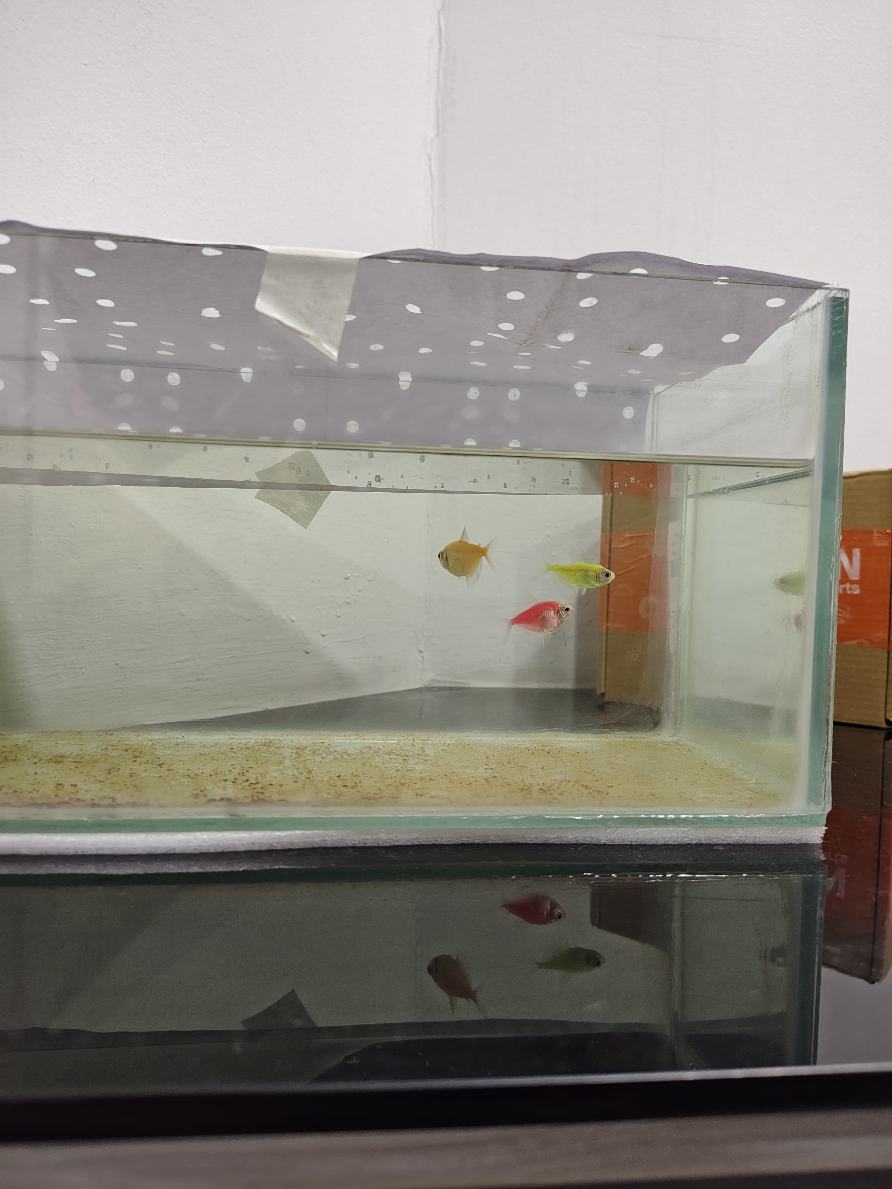 Project Object Detection Dataset by fish count