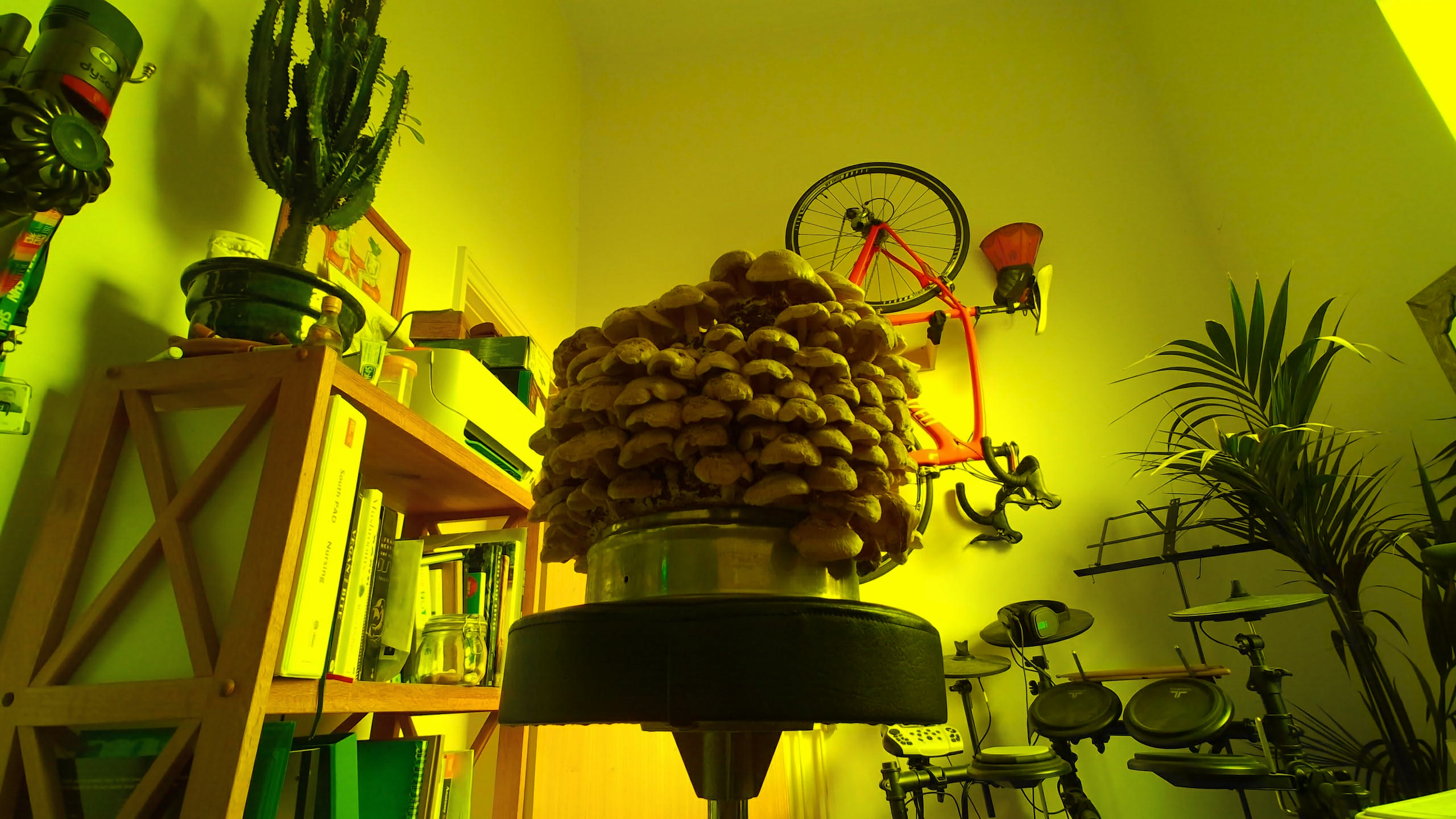 Rg Depth Shiitake Mushroom Dataset Instance Segmentation Dataset And