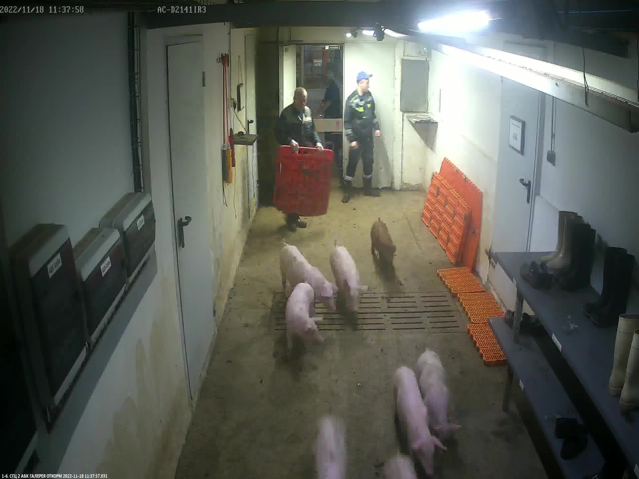 pig detection Instance Segmentation Dataset by Blood detection model