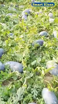 watermelon Object Detection Model by watermelon