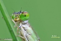 Rice Pest Detection - Roboflow Universe