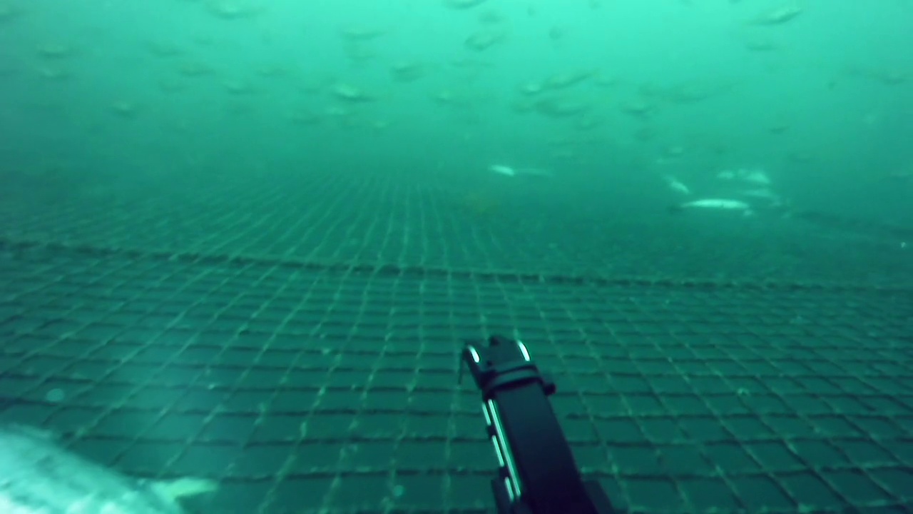 Mort-Fish Object Detection Dataset by MORT