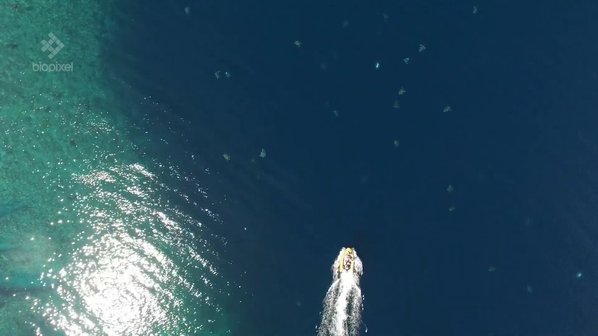 Sea Turtles Model Object Detection Model by Gabriel Esteves