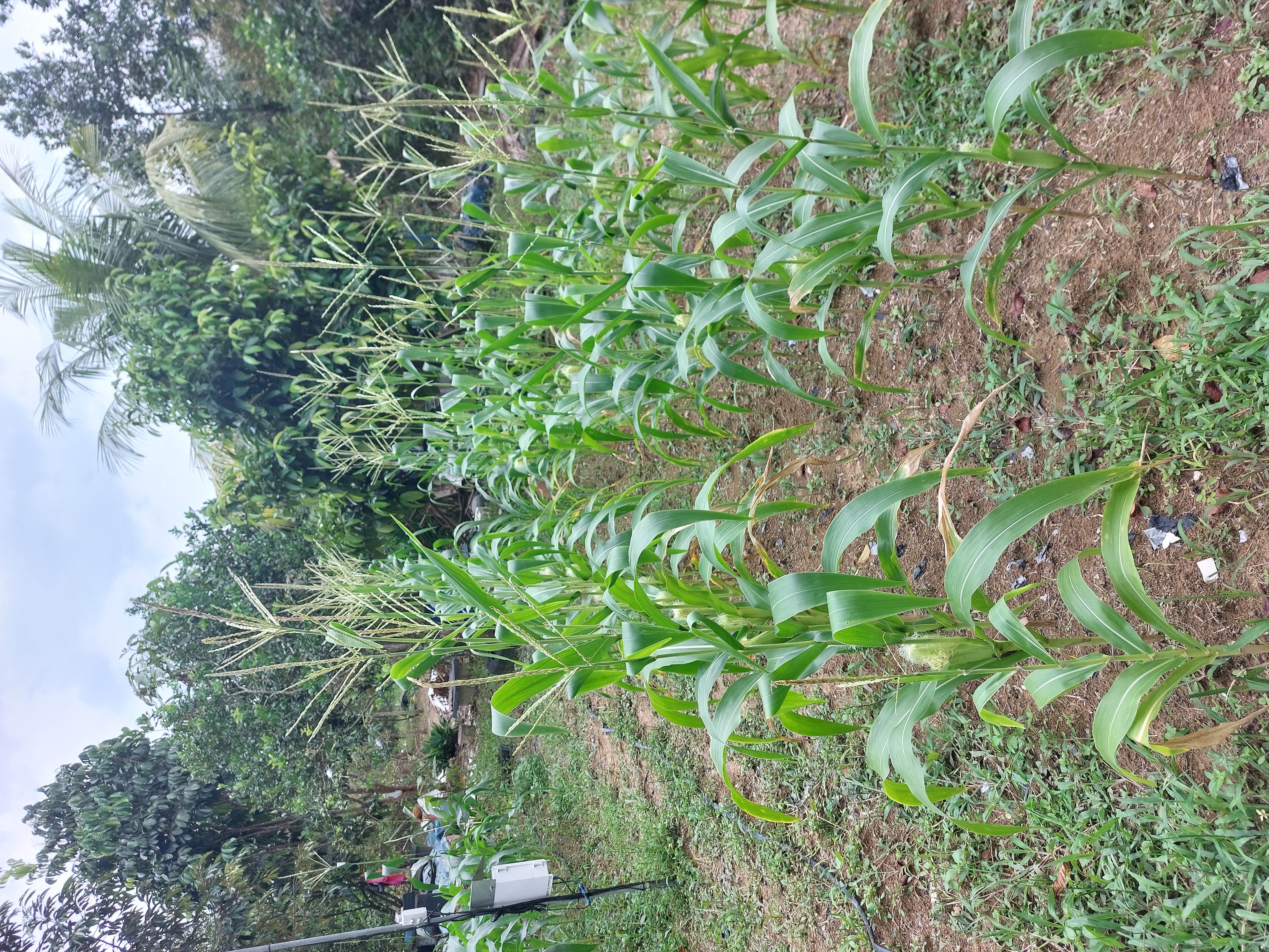 corn farm Object Detection Dataset by cheblals workspace