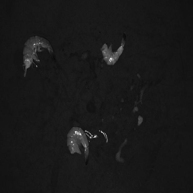 seg_shrimp Instance Segmentation Dataset and Pre-Trained Model by grab