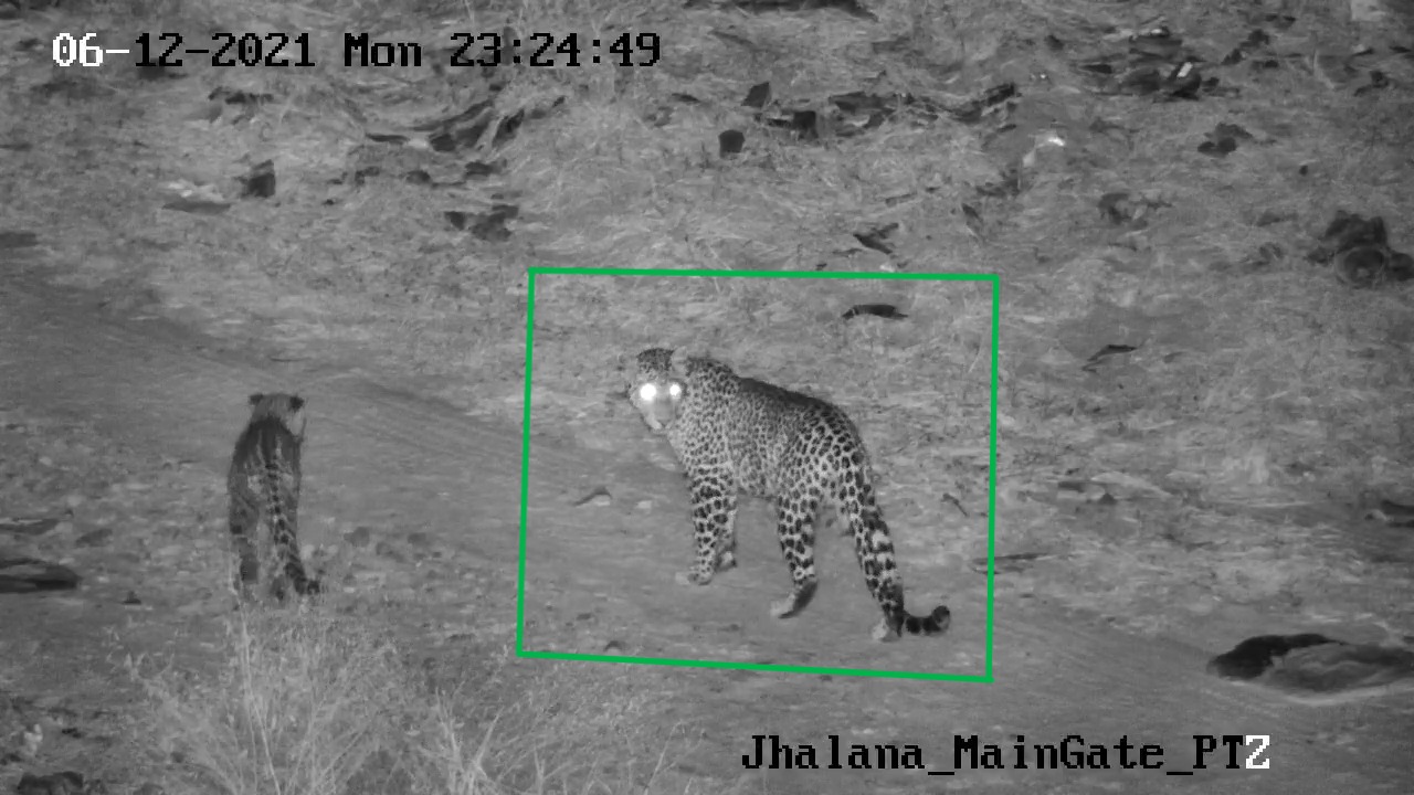 Leopard_new_31-1-24 Object Detection Dataset by abc