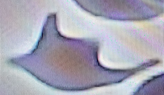 Detection Object Detection Model By Nit Patna