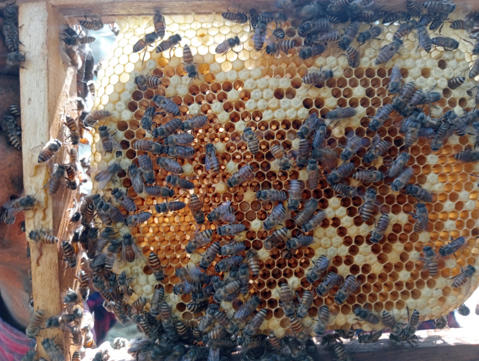 comb cell classification Instance Segmentation Dataset by apiculture