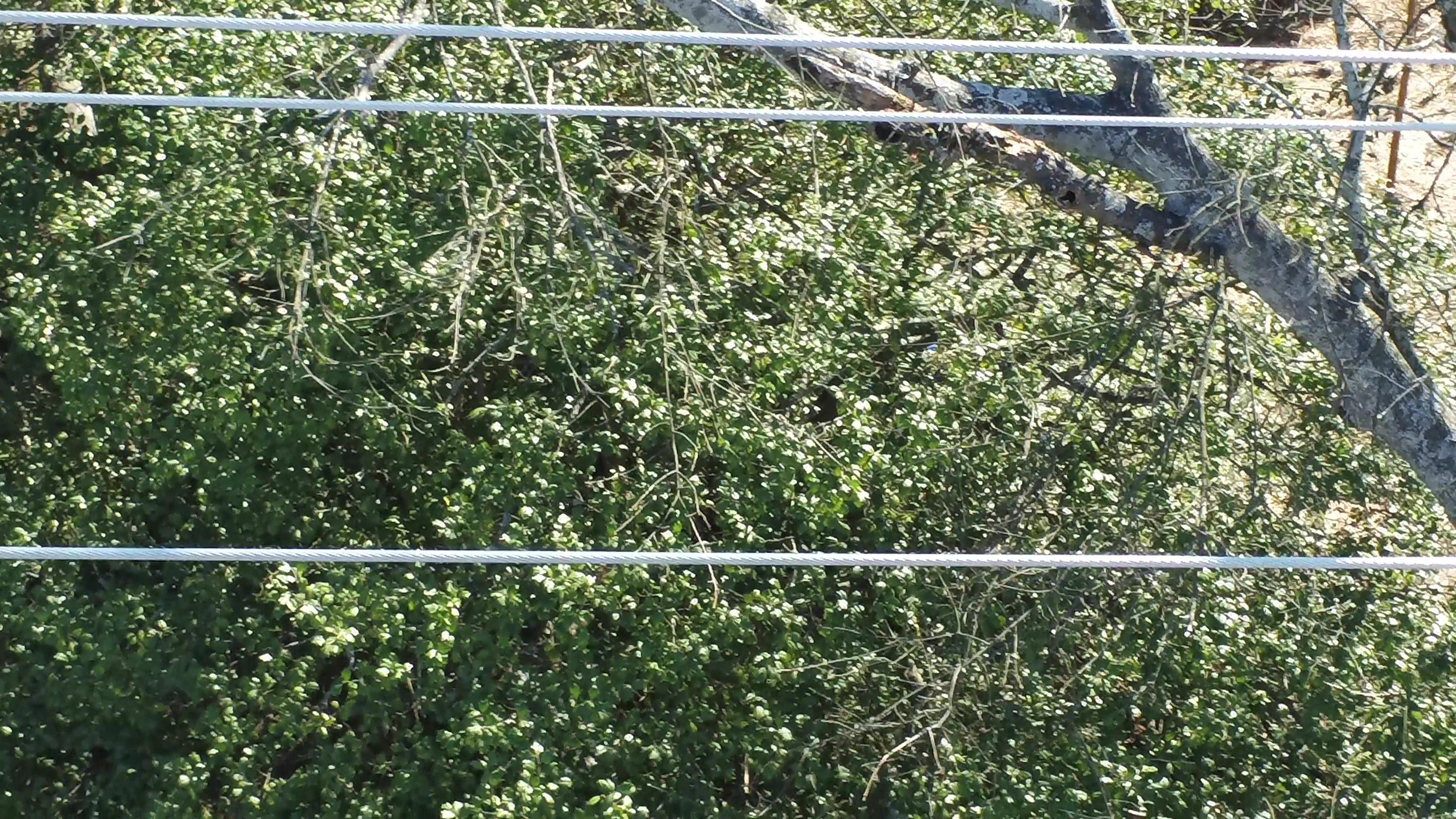 Cable Detection Object Detection Model by Cable Detection