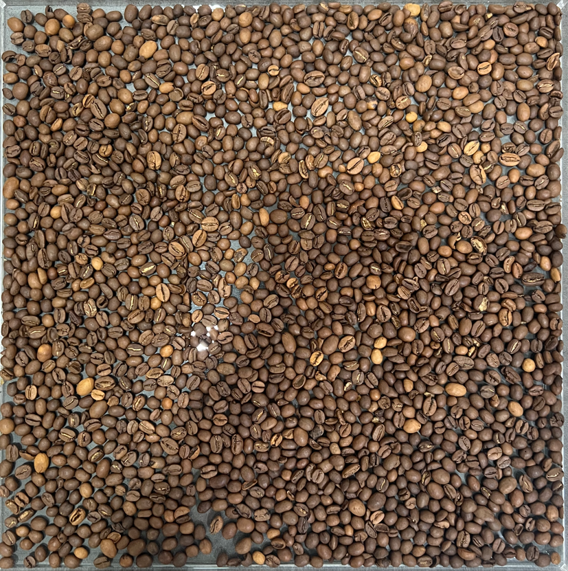 coffee01 Instance Segmentation Dataset (v7, 2024-01-08 2:56pm) by KMITL