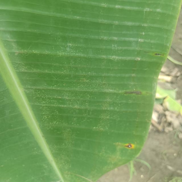 Banana Lacewingbug Instance Segmentation Dataset And Pre Trained Model By Bananasegmentation