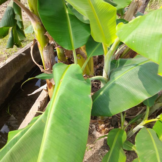 How to Use the Bananahealthy Instance Segmentation API