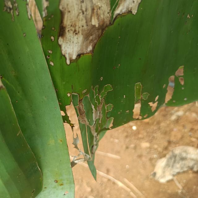 Banana Hairycatterpillars Instance Segmentation Dataset And Pre Trained Model By Bananasegmentation