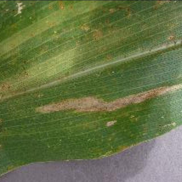 Maize crop diseases Object Detection Dataset by eiman