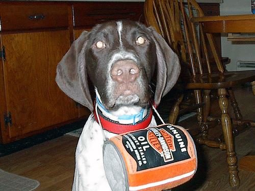 German_short-haired_pointer Object Detection Dataset by new-workspace-zt3yh