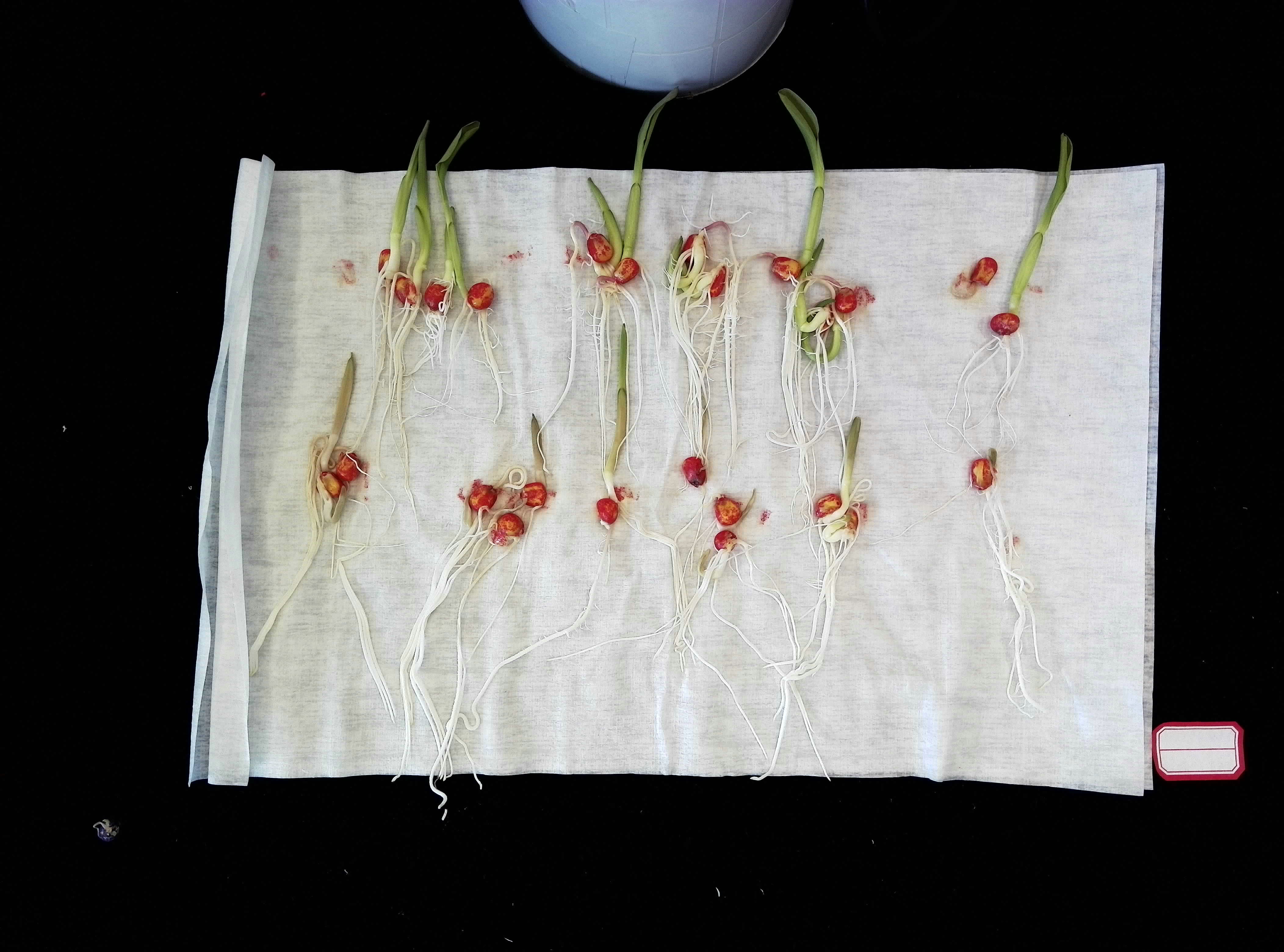 root-25 Object Detection Dataset by cc