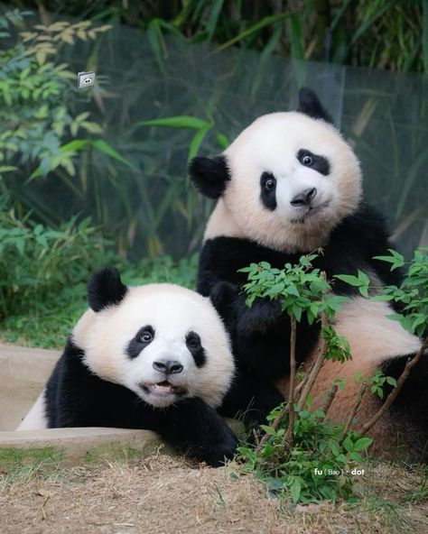 panda Object Detection Model by Th Kim Chi