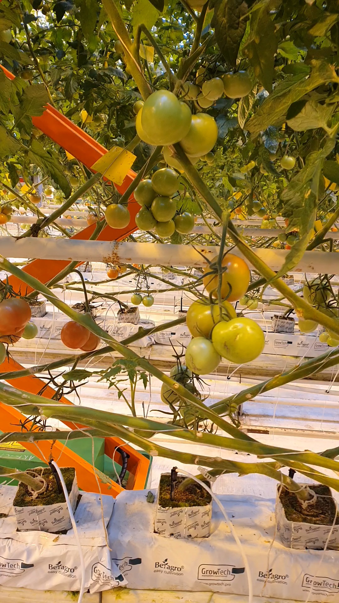 Tomato Object Detection Model by Agrobot