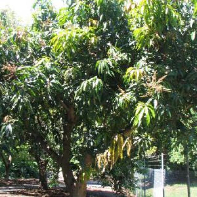 Tree Detection Object Detection Dataset And Pre Trained Model By Affaq Ahmer Tree