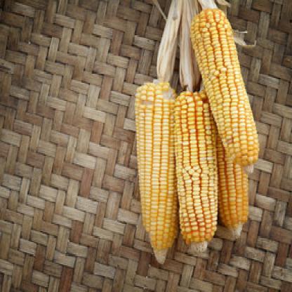 Corn Detection Object Detection Dataset by new-workspace-qnshc