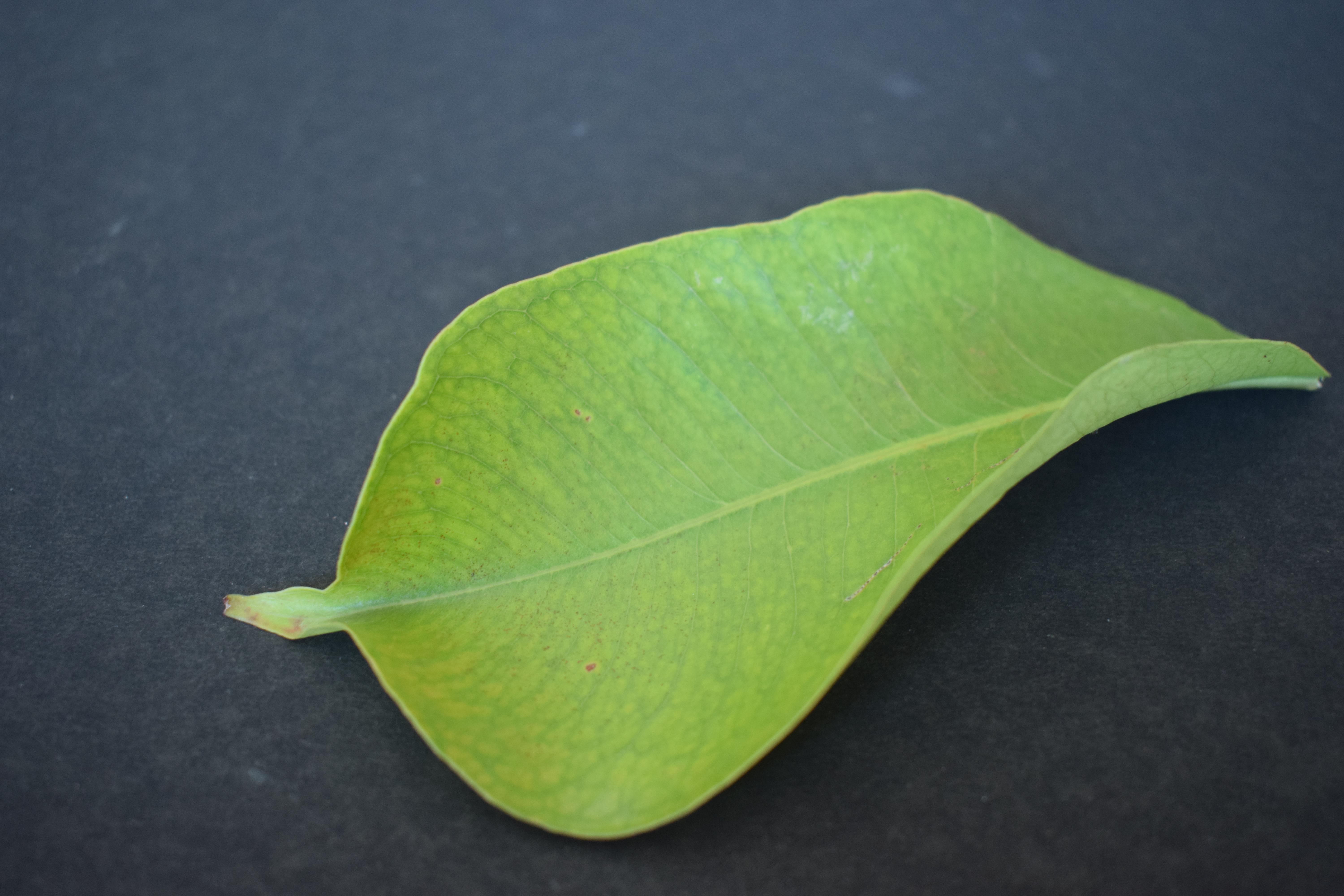 Leaf Detection Instance Segmentation Dataset By Project